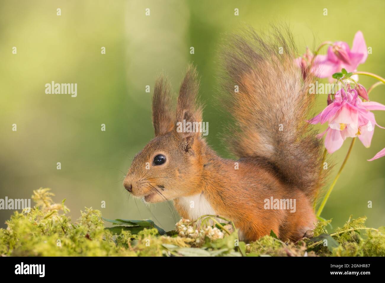 profile of red squirrel standing with flowers looking content Stock ...