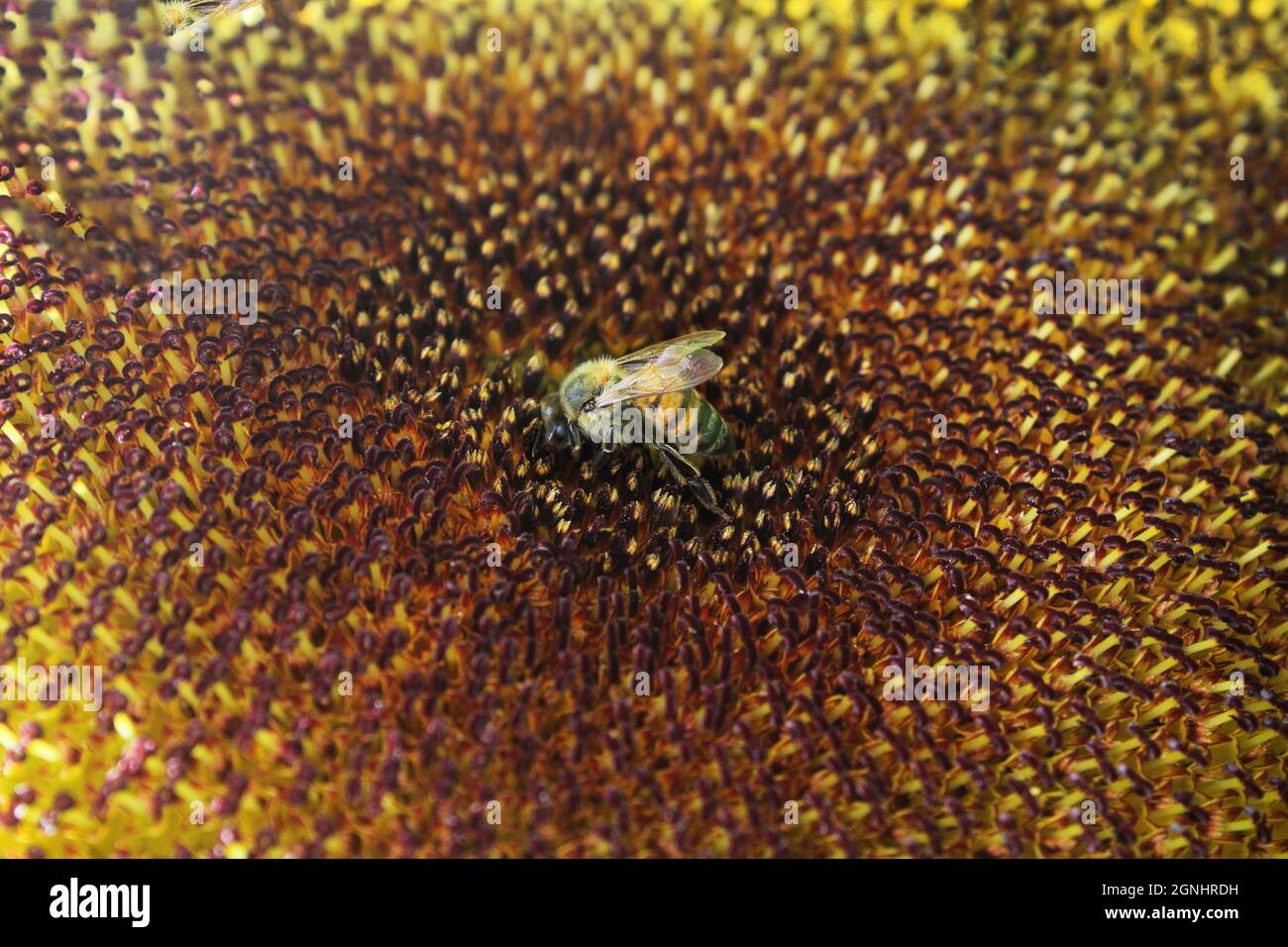 Sunflower bee on natural hi-res stock photography and images - Alamy