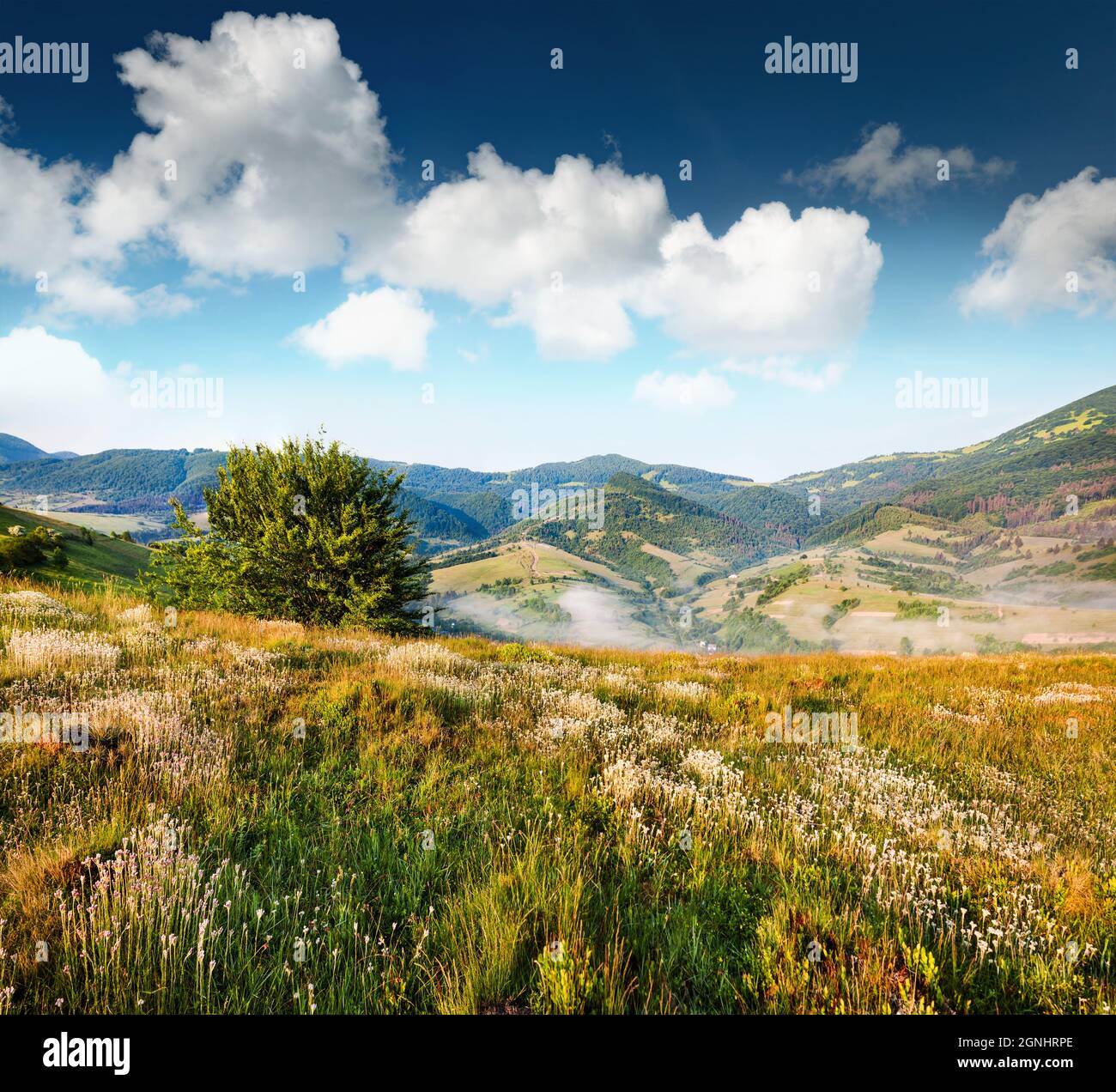 Splendid summer scene of mountain valley. Sunny view of Carpathian ...