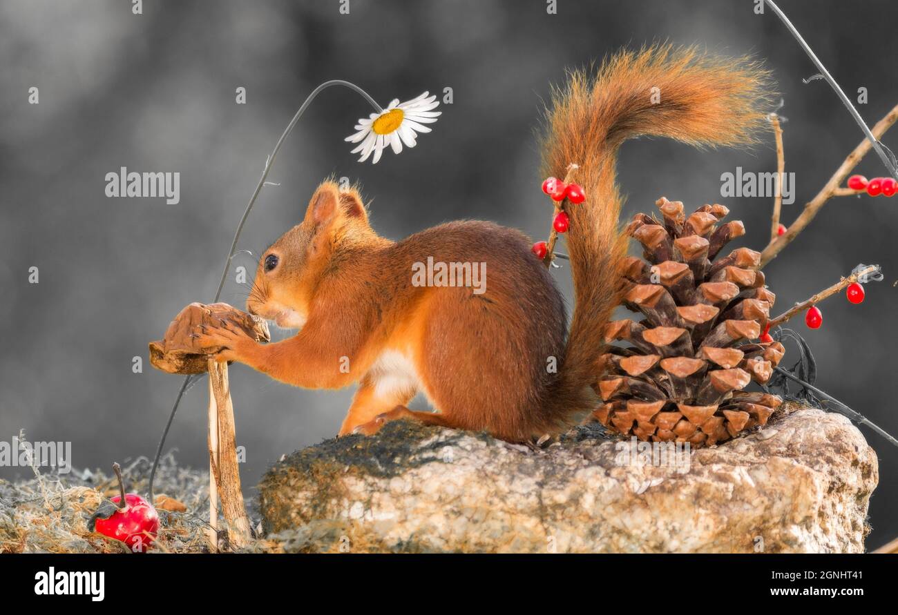 Red squirrel holding flower hi-res stock photography and images - Alamy