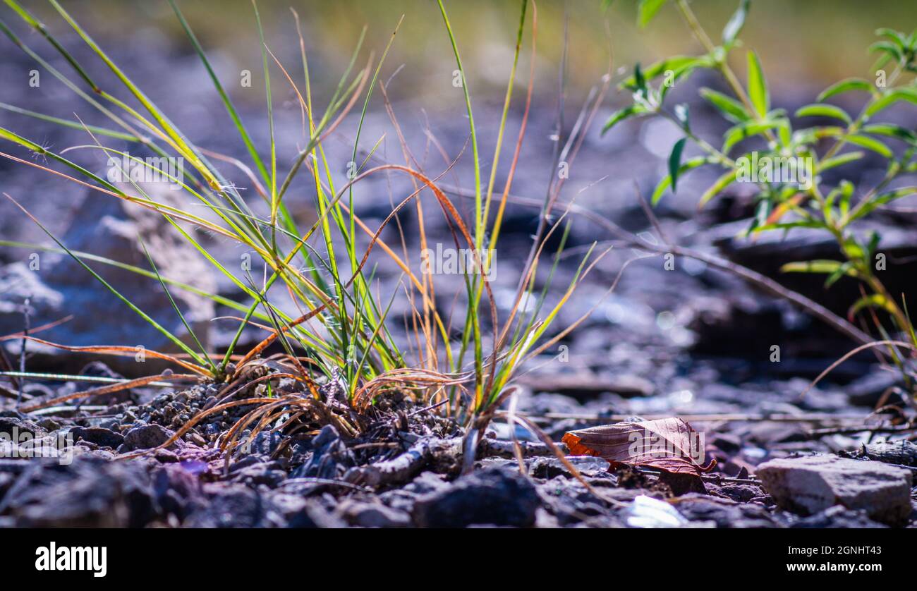 A closeup of a grass growing on rocky ground Stock Photo - Alamy
