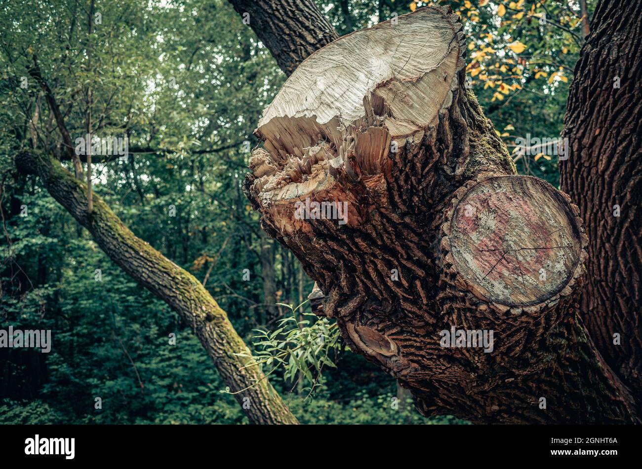 Chopped tree in the Blue Lakes national park near Kazan, Tatarstan ...