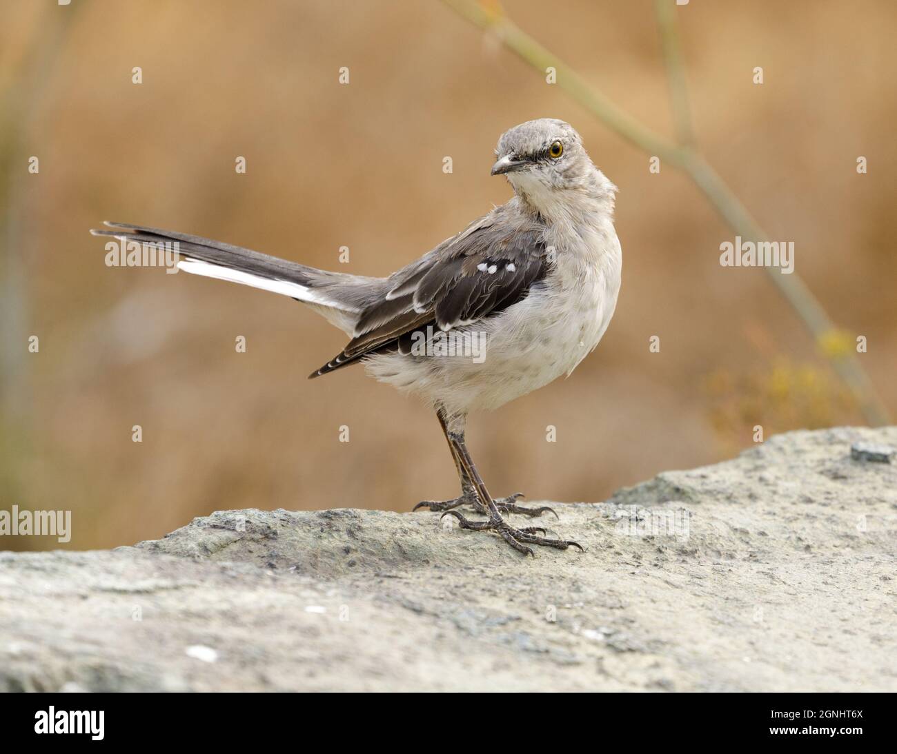 Northern Mockingbird, Adult. Shoreline Lake and Park, Santa Clara ...