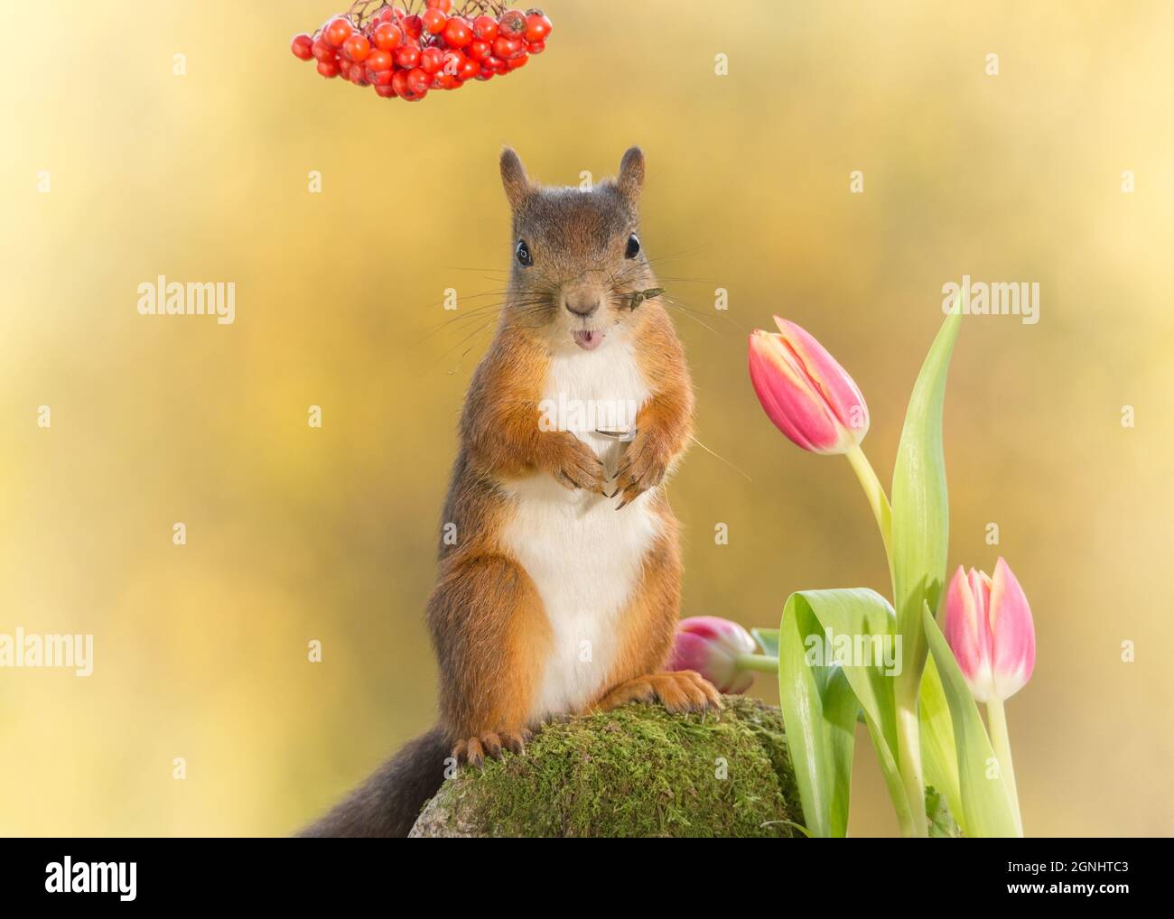 Profile close up of red squirrel with open mouth hi-res stock ...