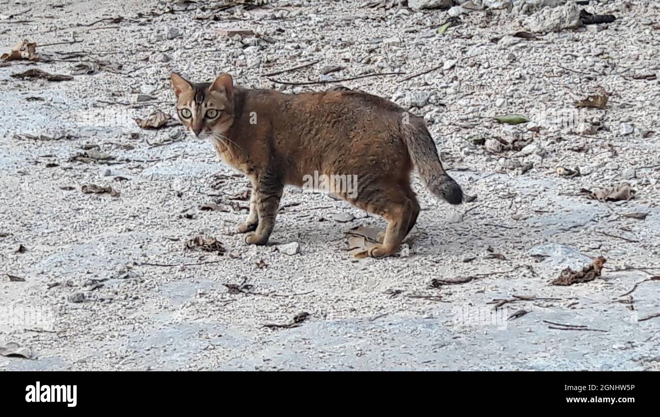 Cat wall taiwan hi-res stock photography and images - Alamy