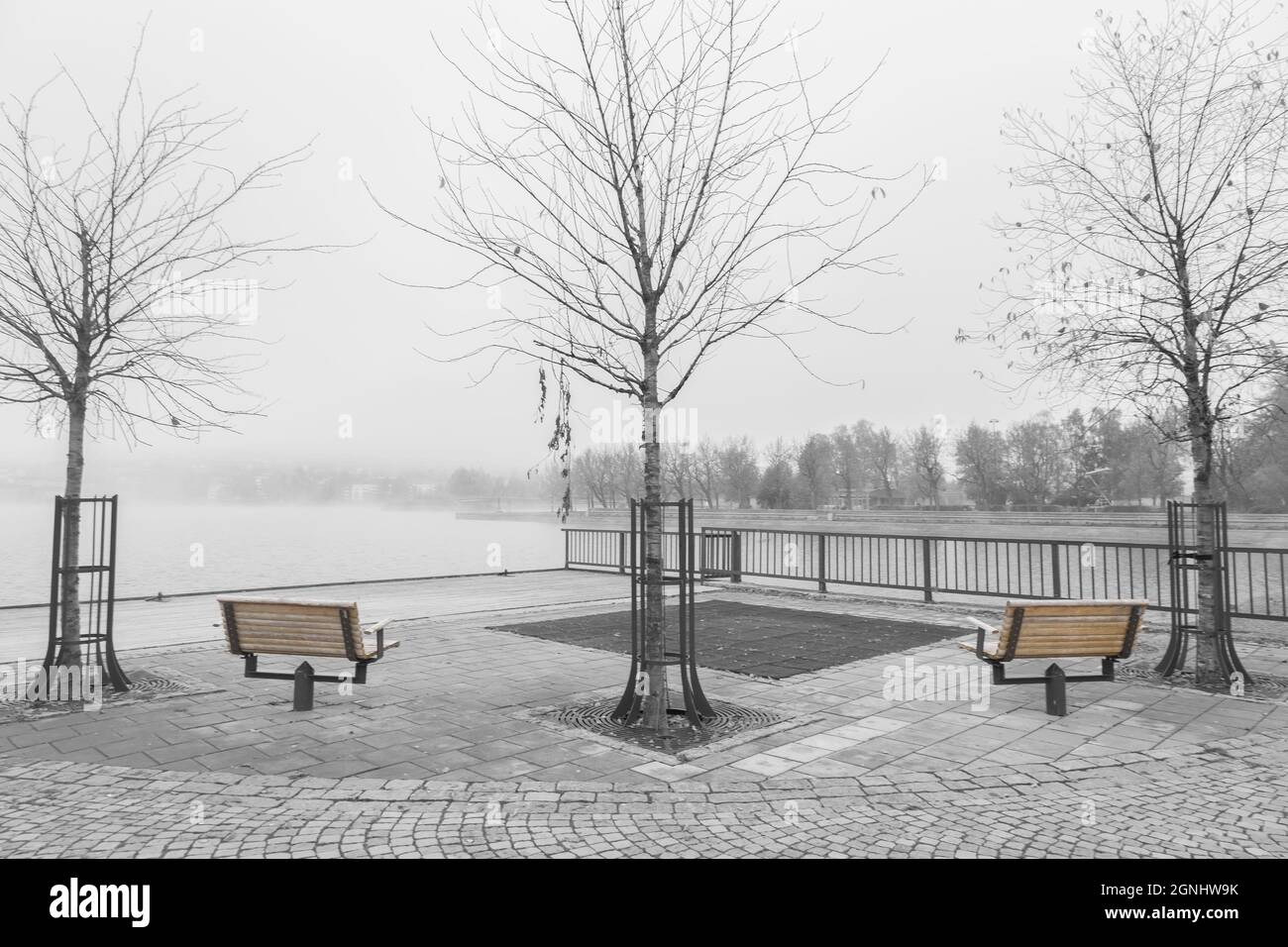 Look up at birch trees hi-res stock photography and images - Alamy