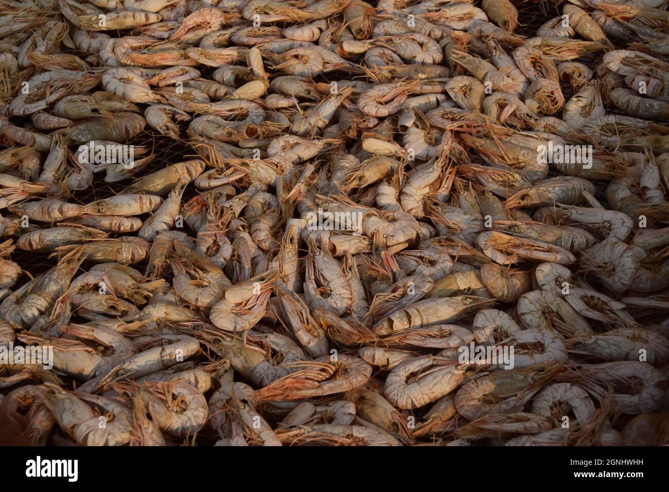 Cambodia Shrimp High Resolution Stock Photography and Images - Alamy