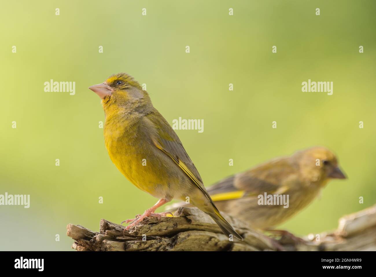 Finch in soft light hi-res stock photography and images - Alamy