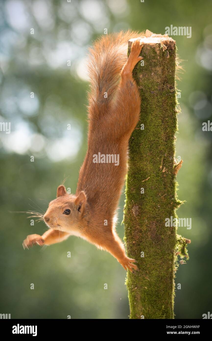 close up of red squirrel hanging up side down on tree trunk with moss ...