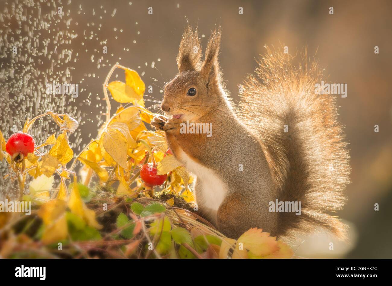 Profile close up of red squirrel with open mouth hi-res stock ...