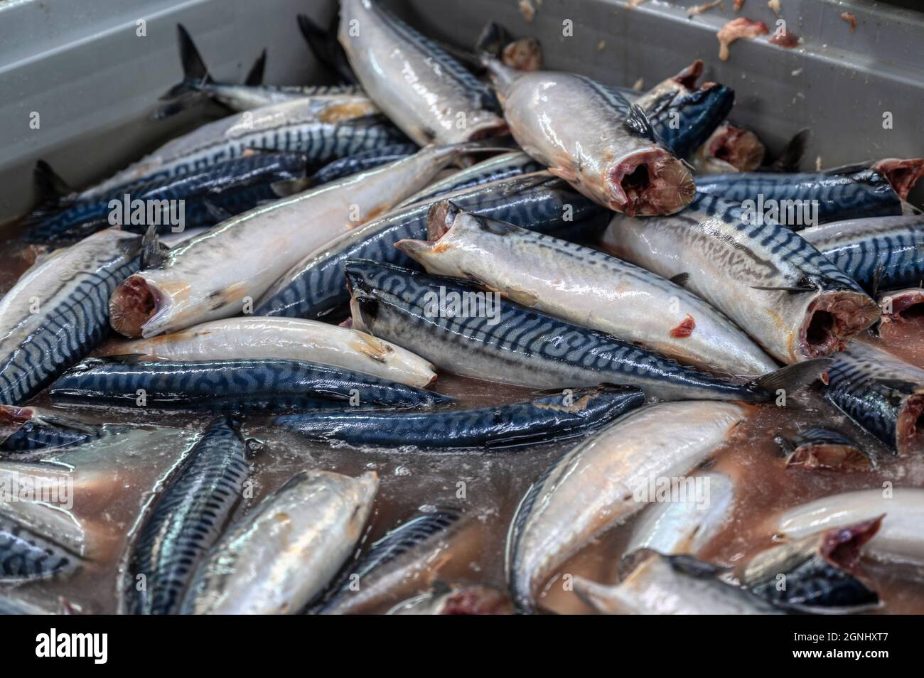 Headless and gutted mackerel. Sea fish. Raw fish prepared for ...