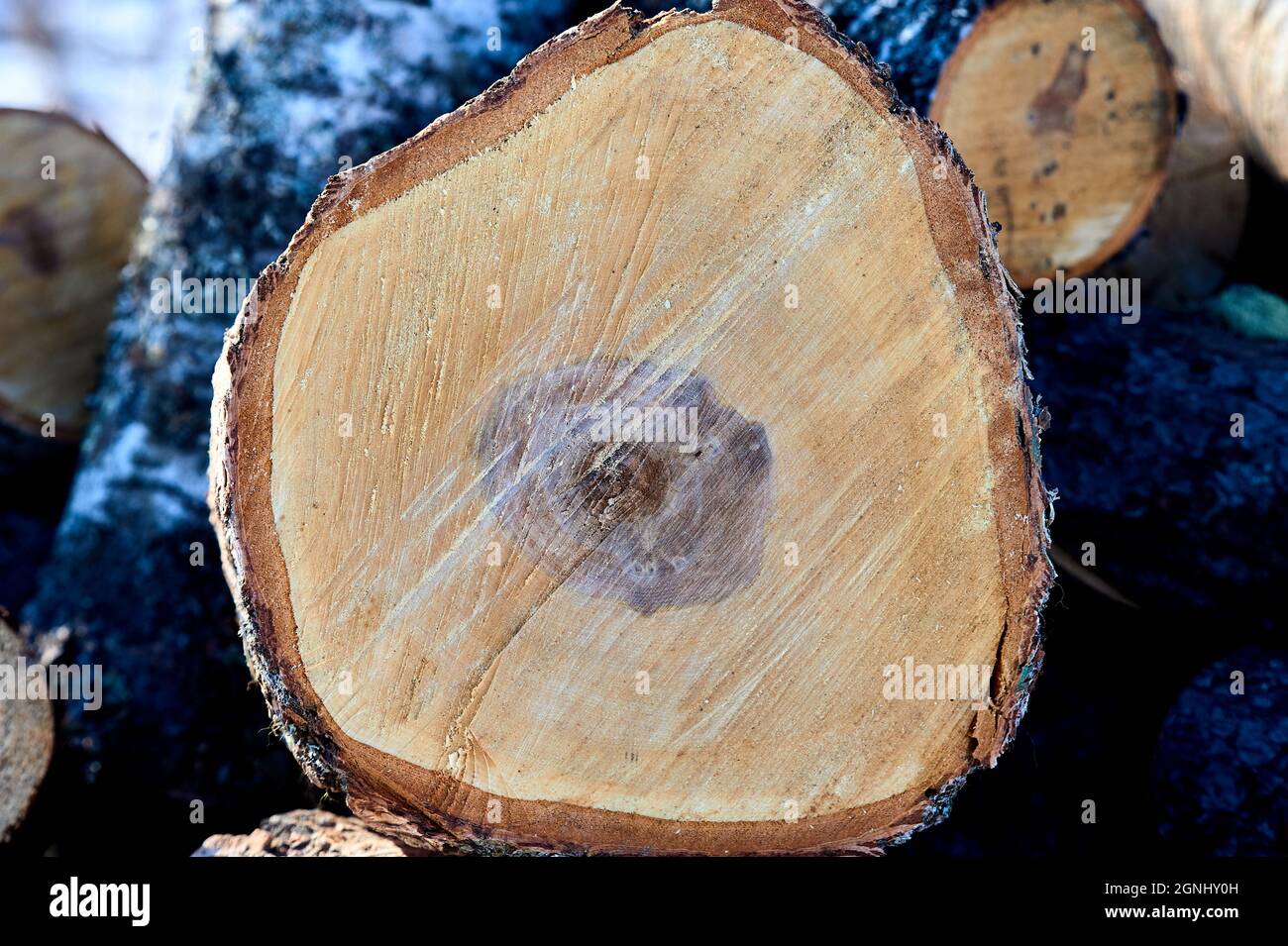 cross-section of a sawn birch Stock Photo - Alamy