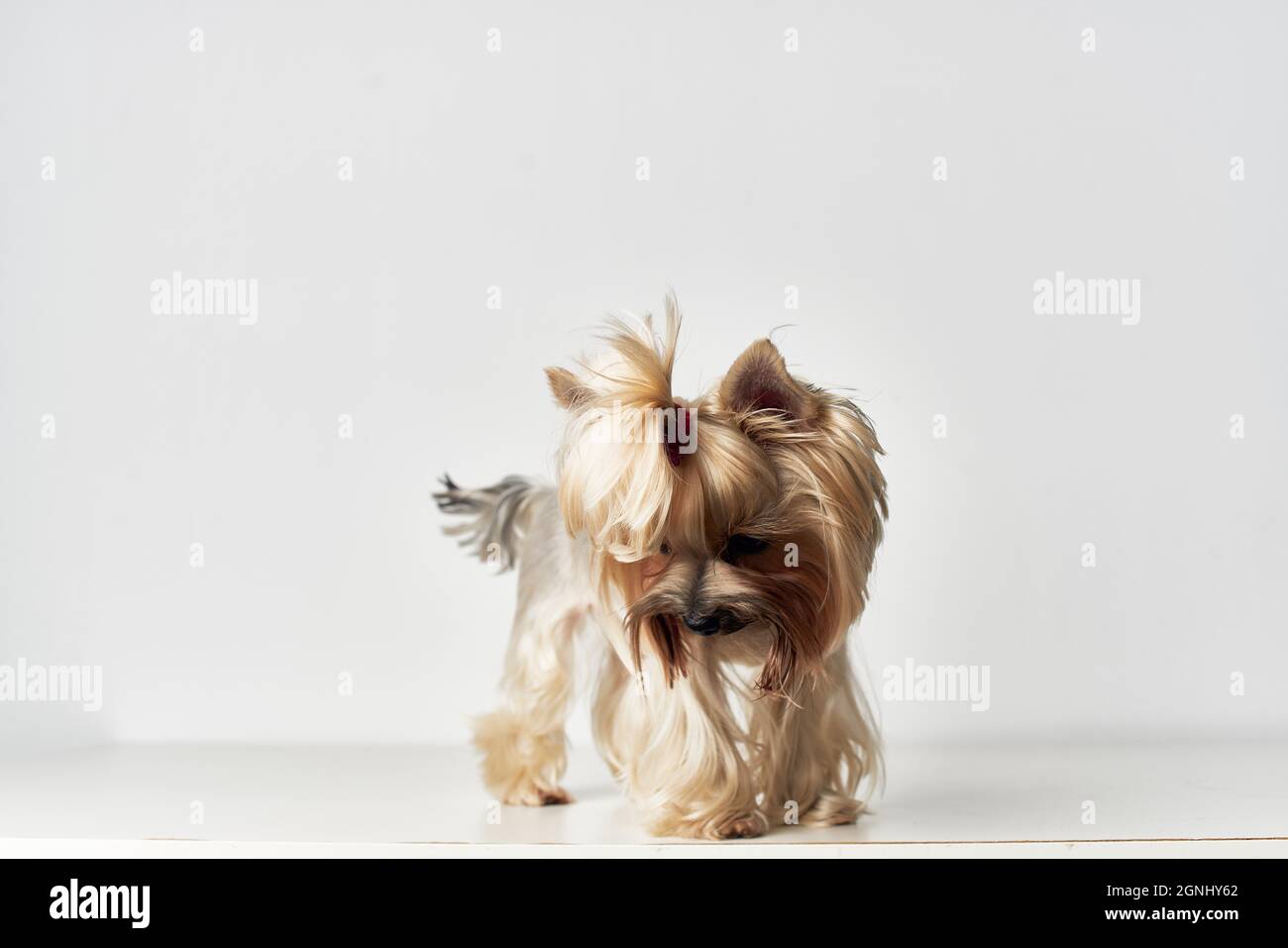 Yorkshire Terrier mammals friend of human isolated background Stock ...
