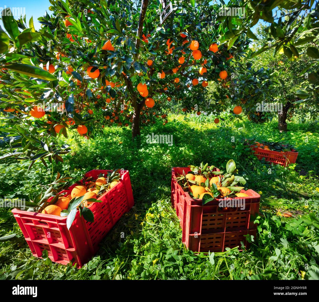 Harvesting oranges in Sicily, Italy. Green spring view of orange garden ...