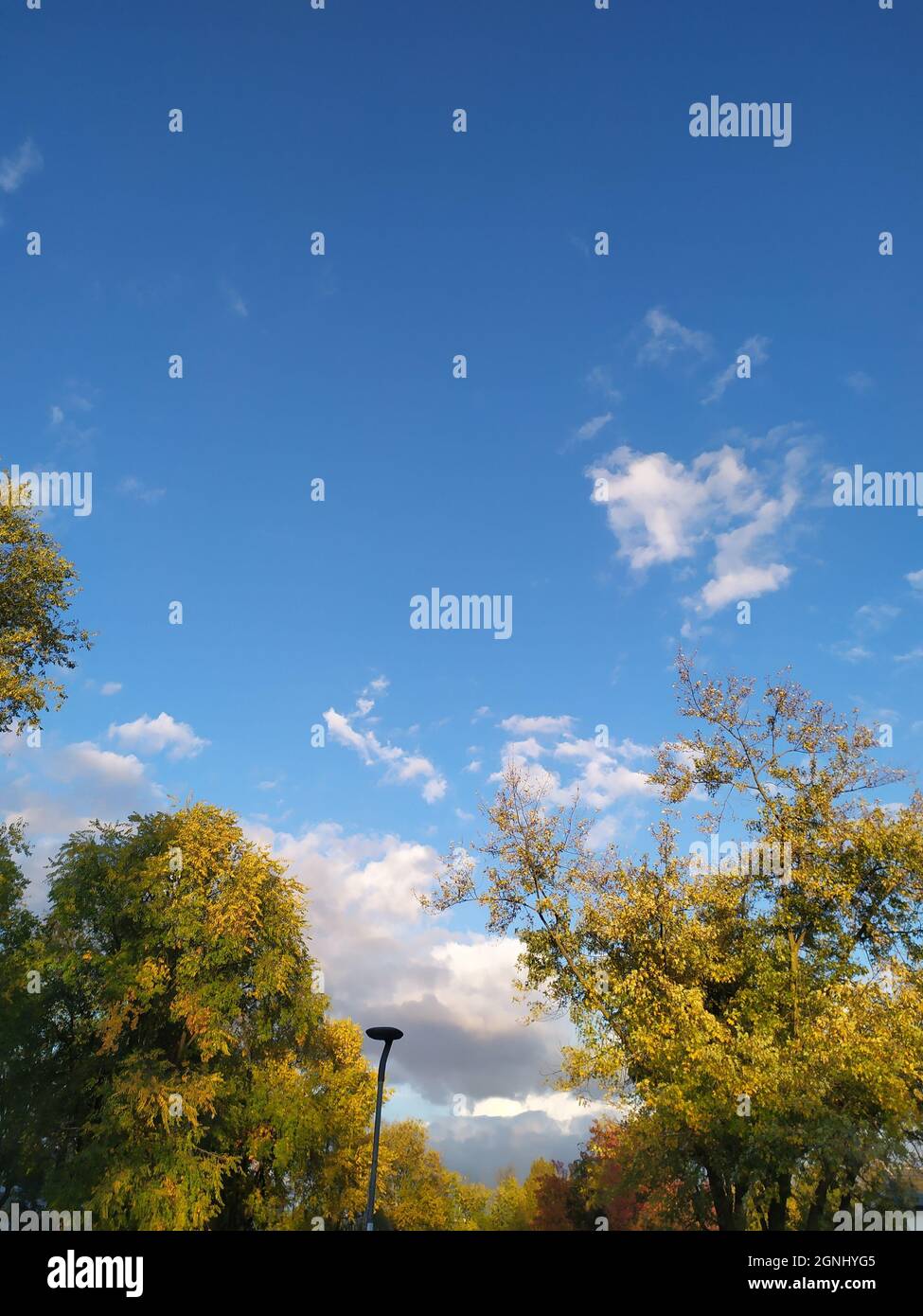 A flipped vertical shot of autumnal trees in a park under the cloudy ...