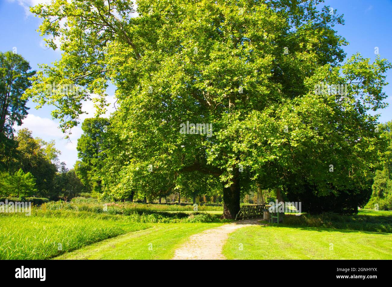 Chantilly forest france hi-res stock photography and images - Alamy