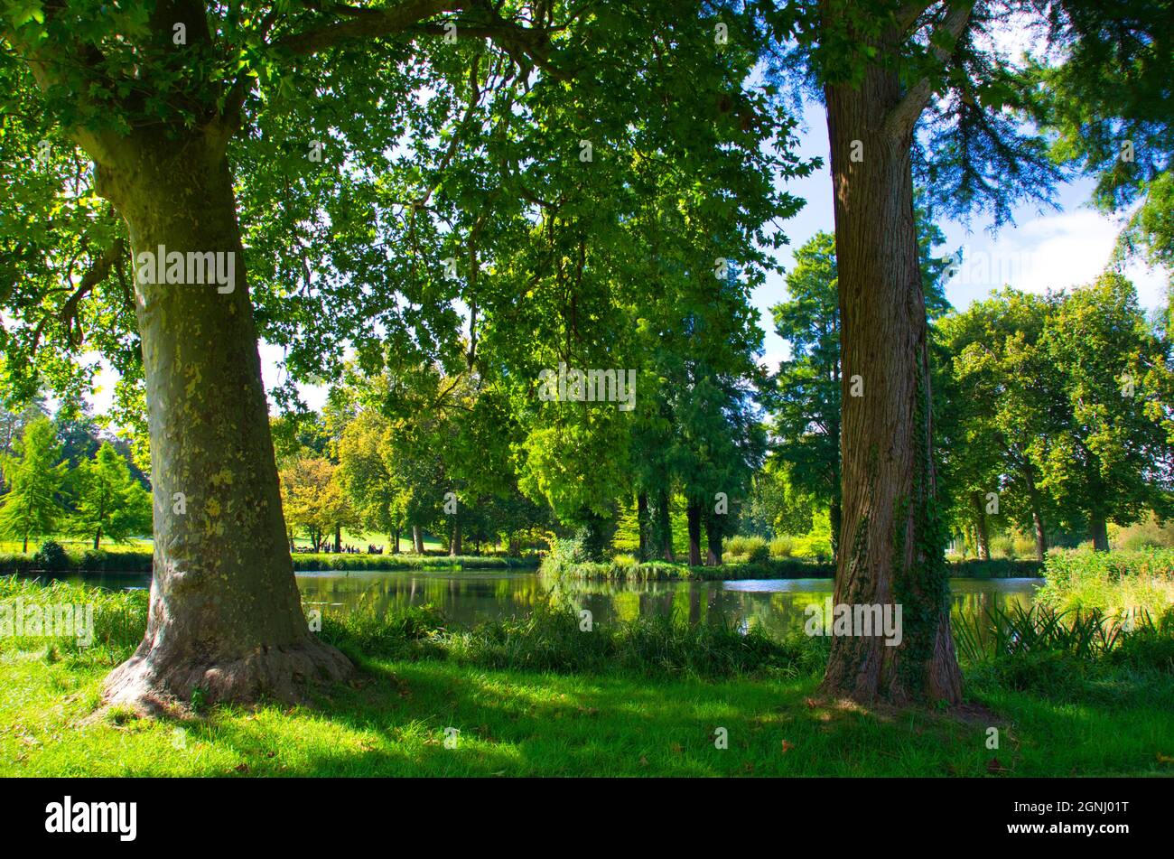 Chantilly forest france hi-res stock photography and images - Alamy