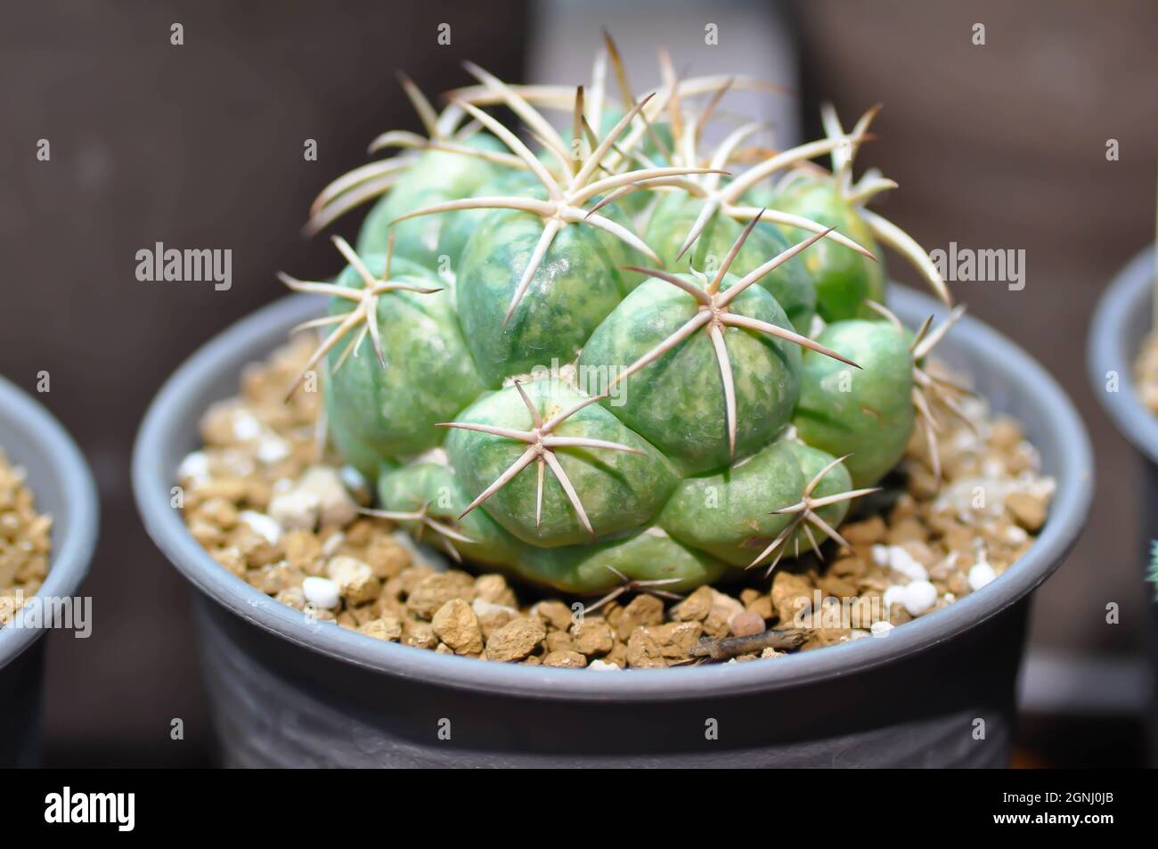 Melo cactus hi-res stock photography and images - Alamy