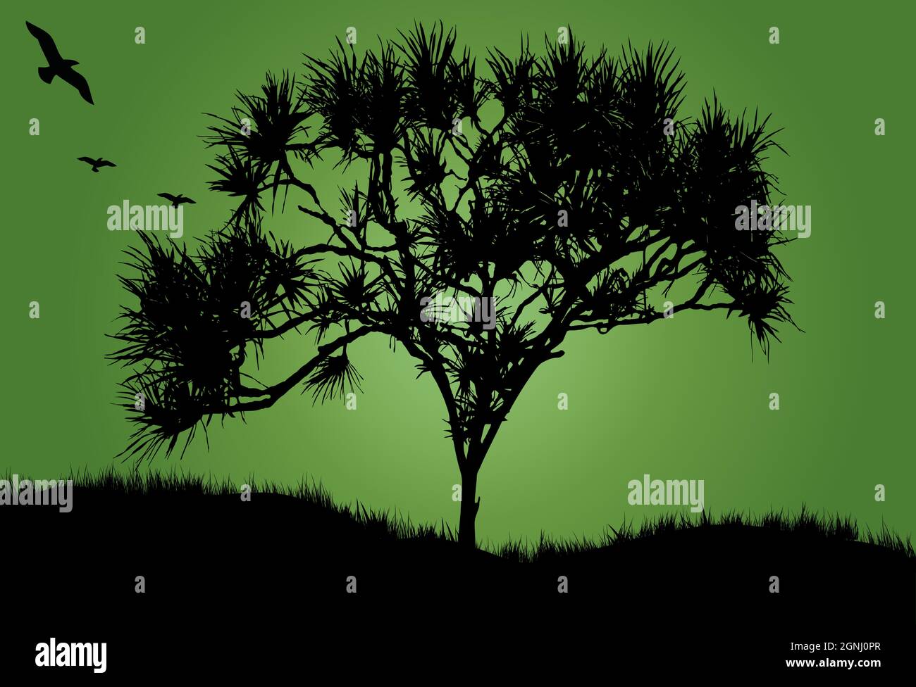 Pandanus Stock Vector Images - Alamy
