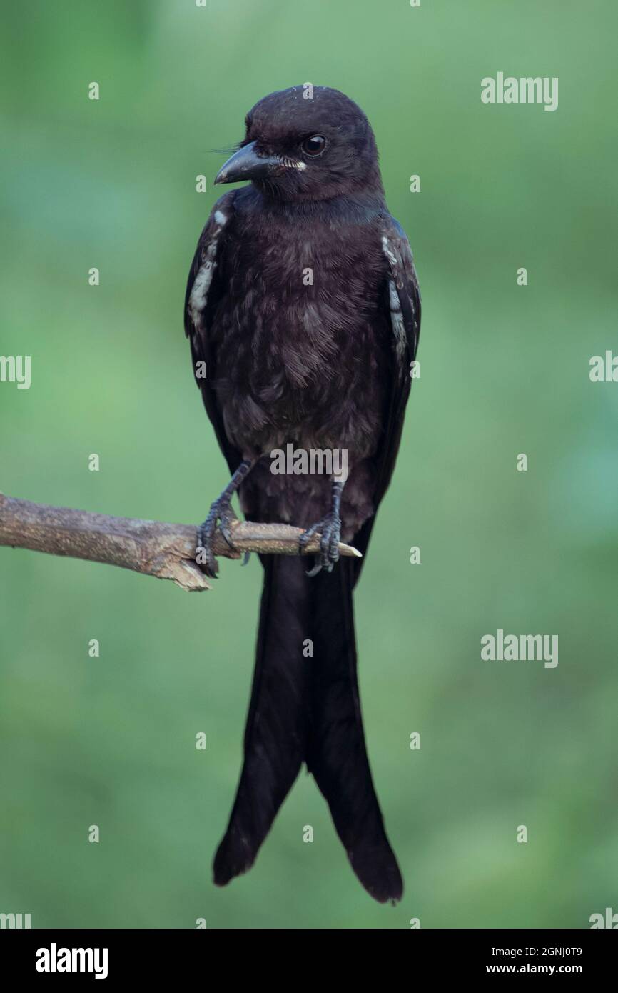 Drongo bird hi-res stock photography and images - Alamy