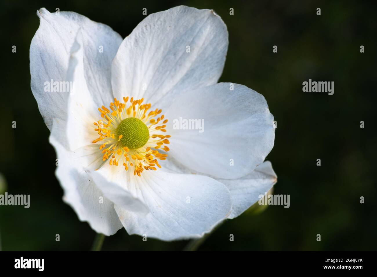 Japanese white flower hi-res stock photography and images - Alamy