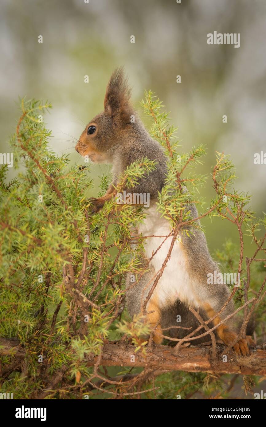 Profile of red squirrel standing between branches hi-res stock ...