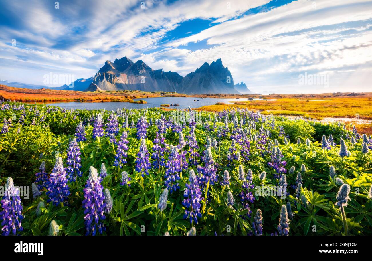 Fantastic morning scene of Stokksnes cape with Vestrahorn (Batman ...