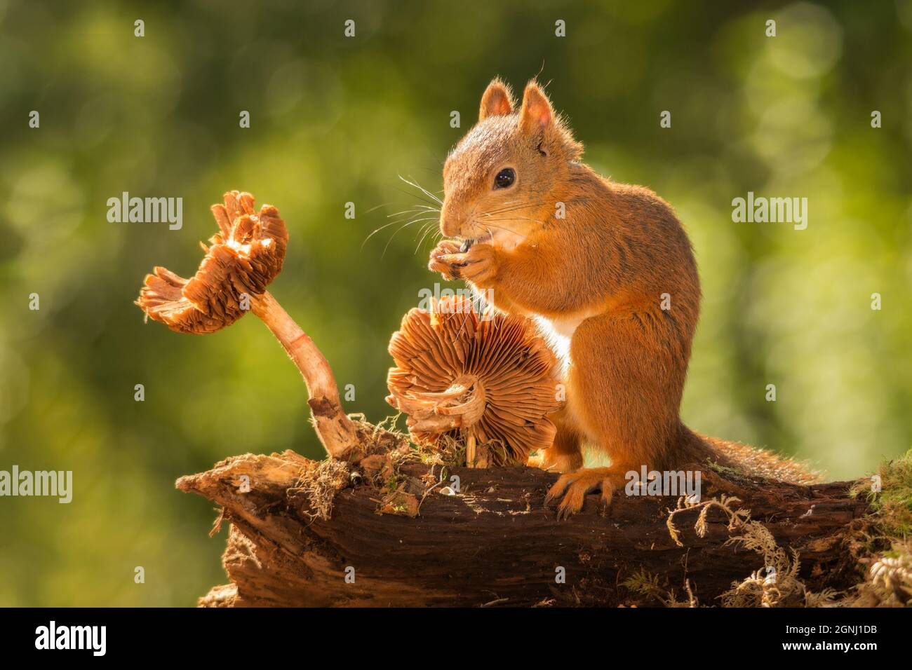 Squirrel damage tree hi-res stock photography and images - Alamy