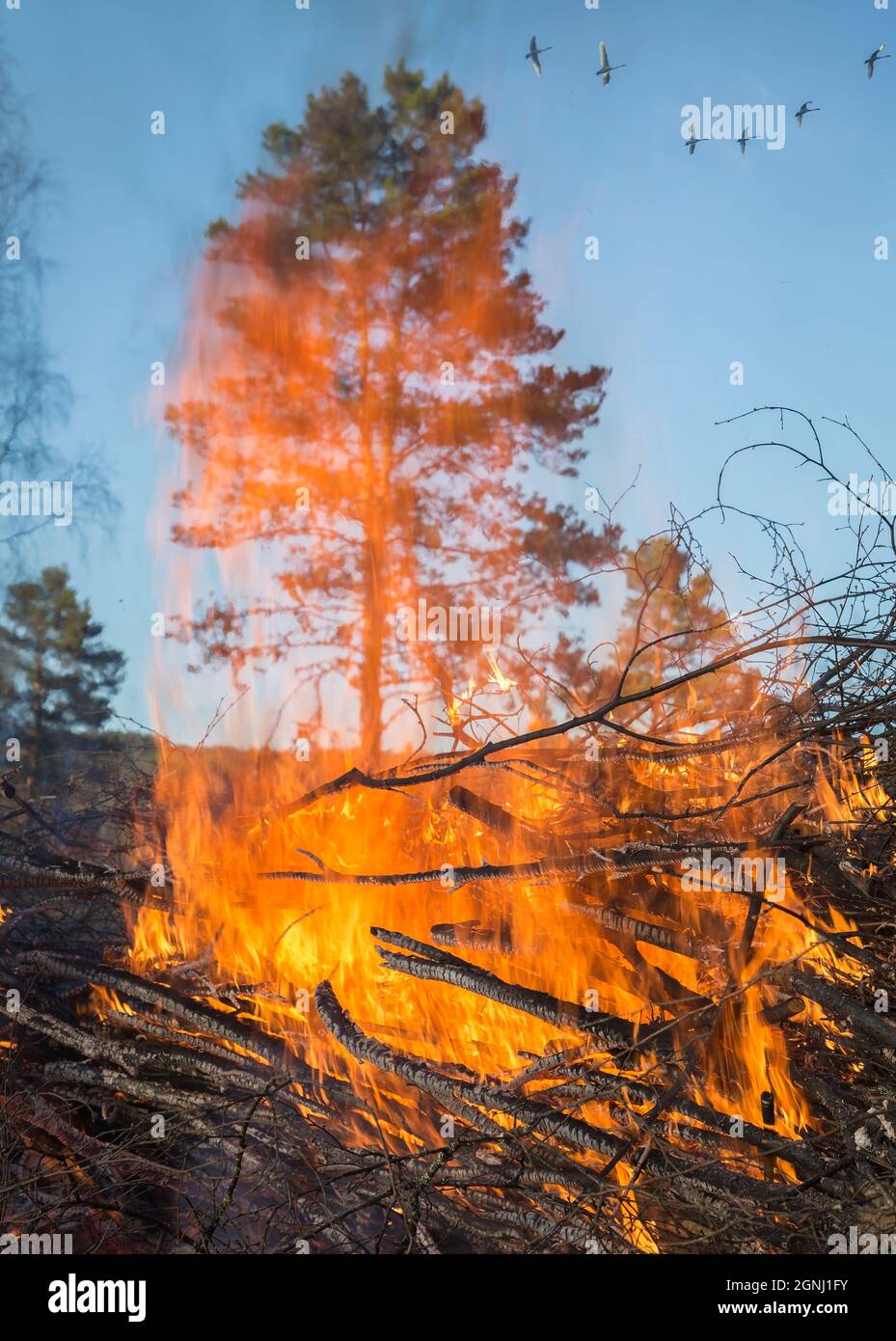 fire landscape with tree and birds behind Stock Photo - Alamy