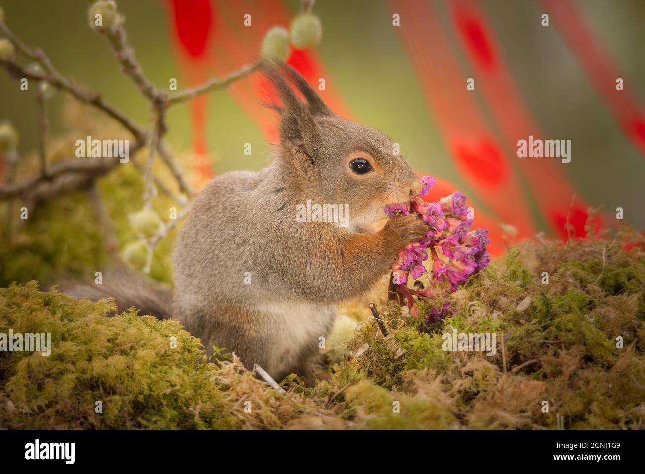 Squirrel eating a flower hi-res stock photography and images - Alamy