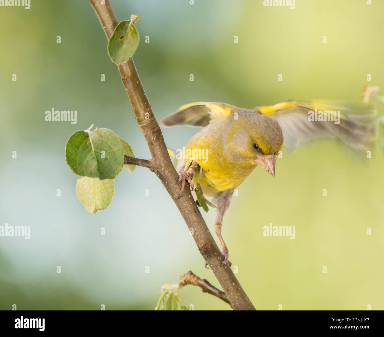 Bird looking down from tree hi-res stock photography and images - Alamy