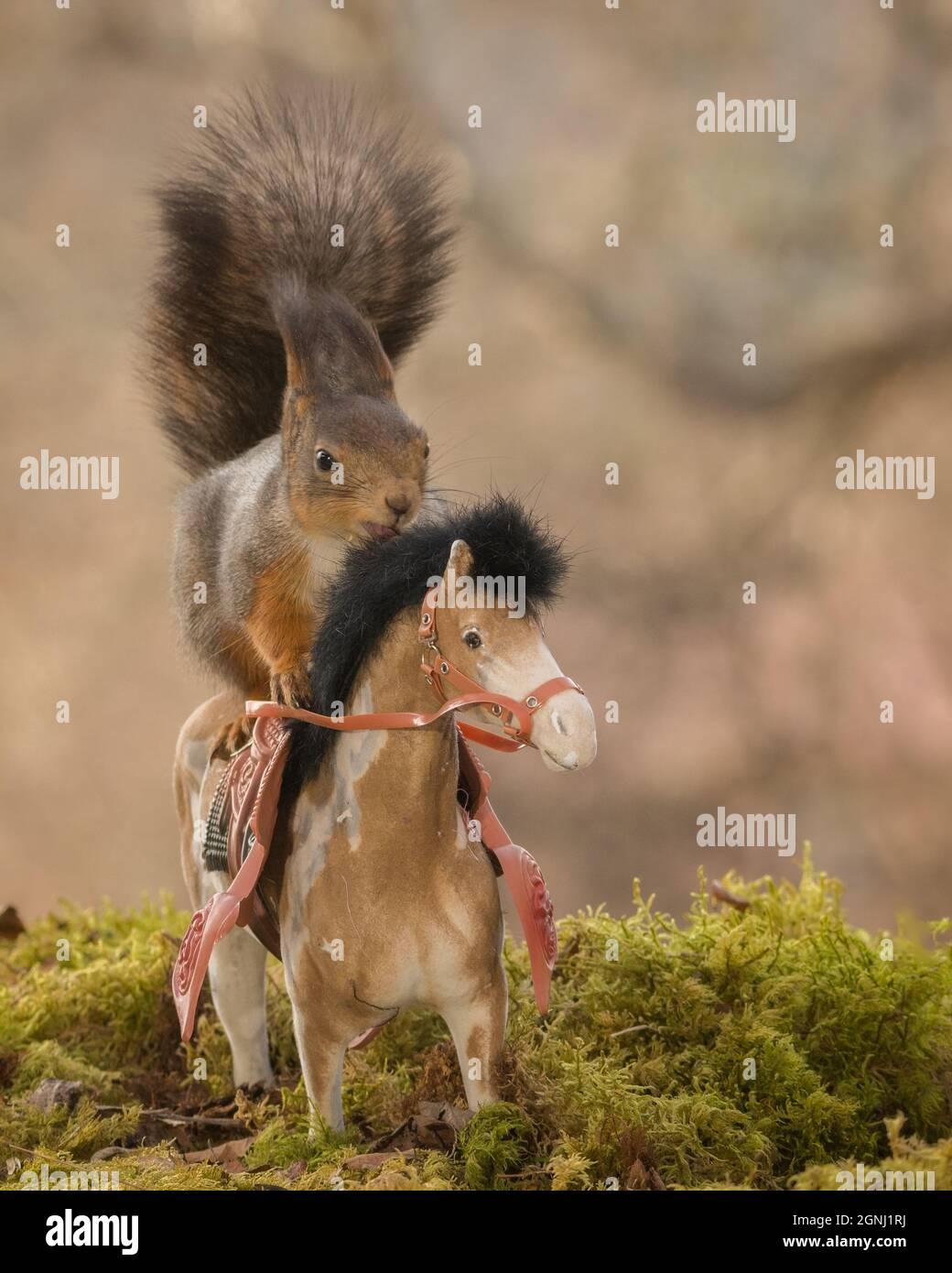 Standing on a horse hi-res stock photography and images - Alamy