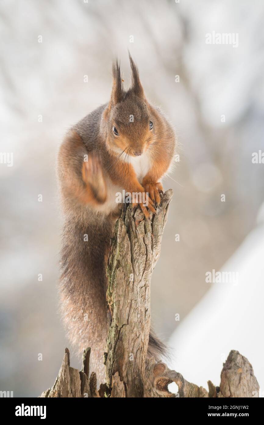 Standing and scratching tree hi-res stock photography and images - Alamy