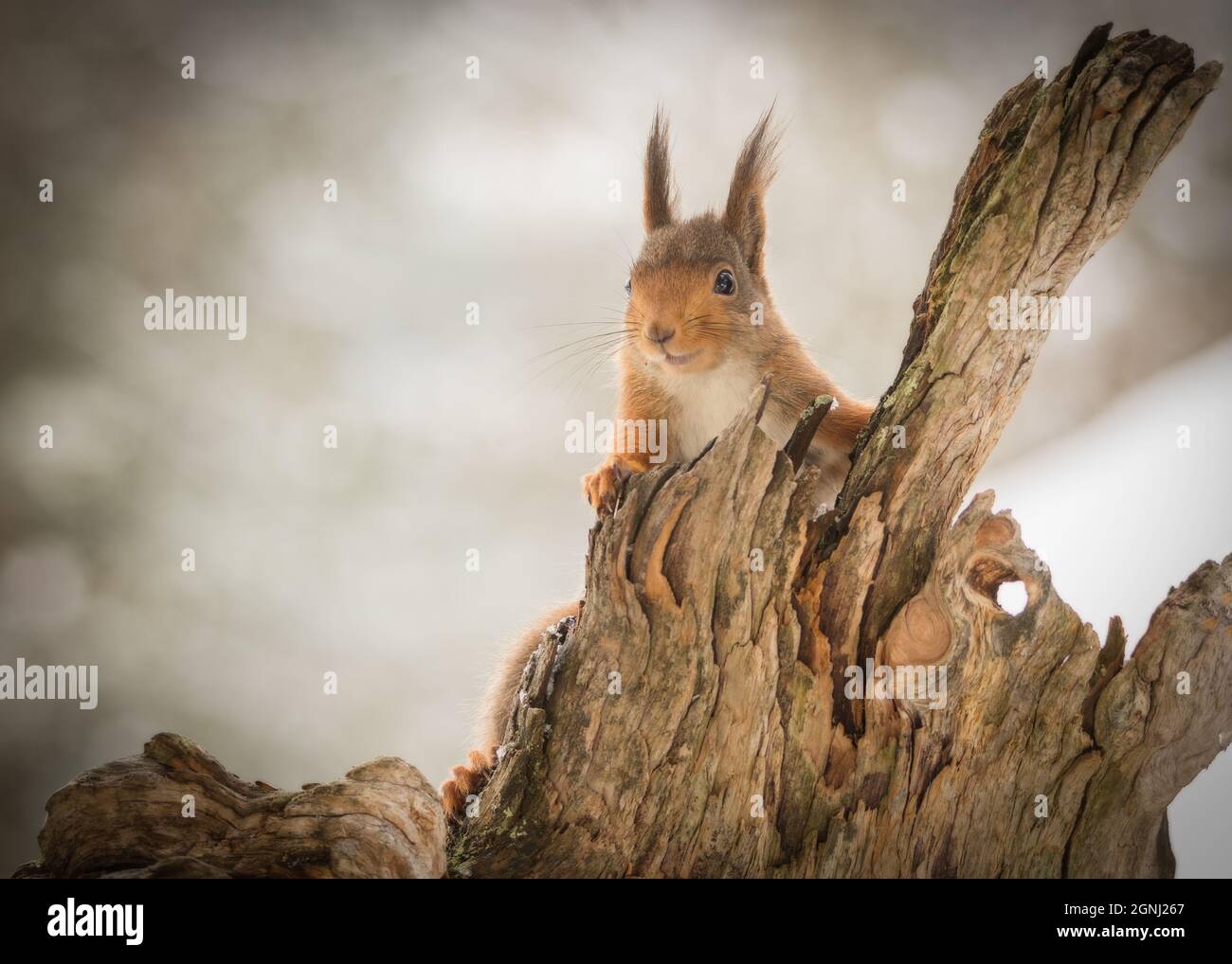 red squirrel behind a tree trunk Stock Photo - Alamy