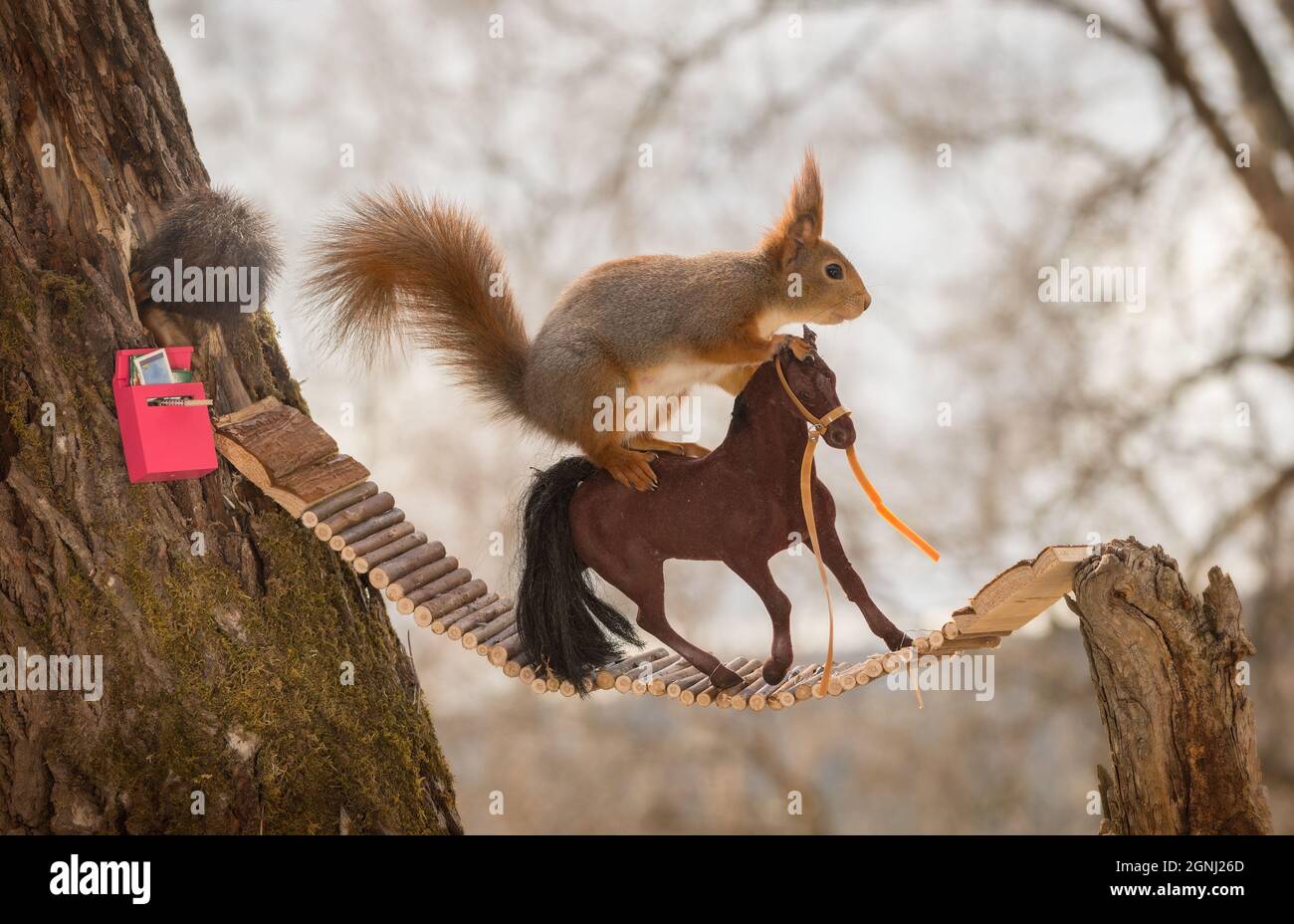 Red squirrels with horse hi-res stock photography and images - Alamy