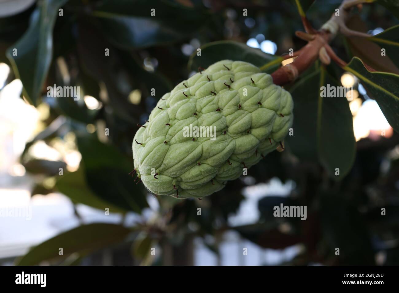 Magnolia fruit on the green leaves background Stock Photo - Alamy