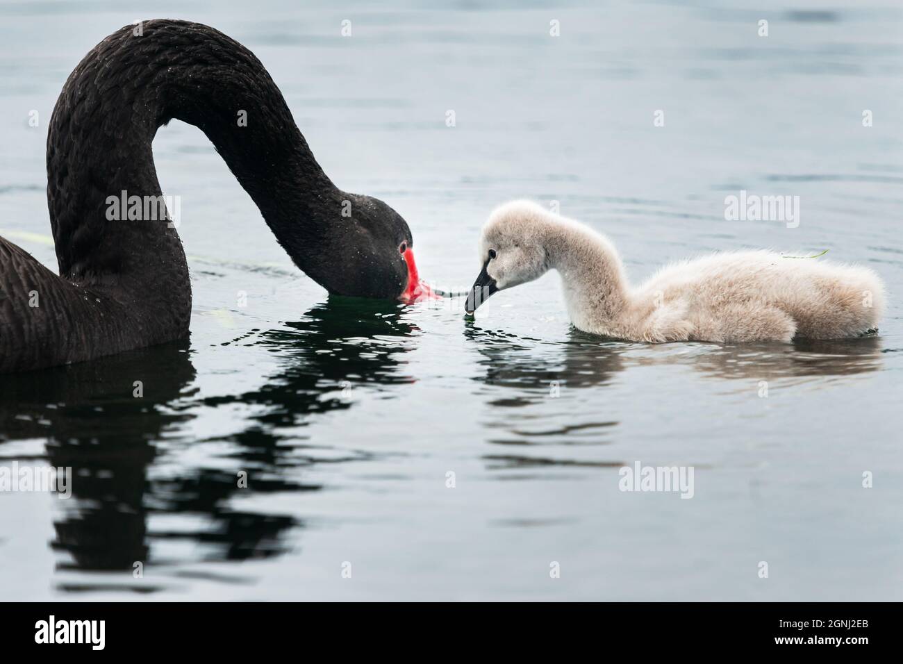 Pupuke river hi-res stock photography and images - Alamy