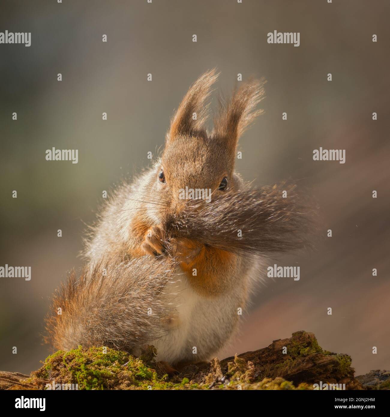 Red squirrel holding and moving the tail hi-res stock photography and ...