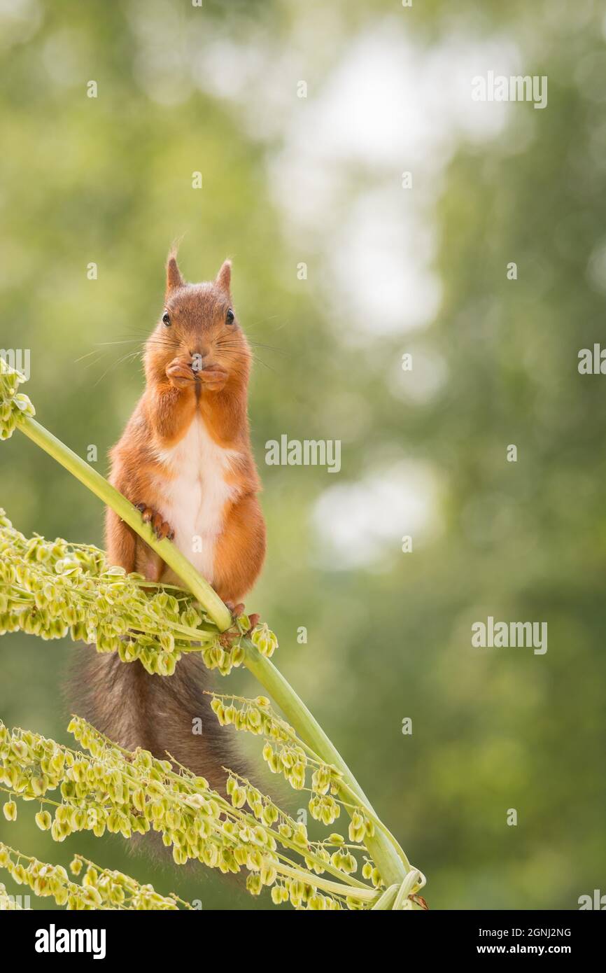 female red squirrel standing on branch with seeds Stock Photo - Alamy