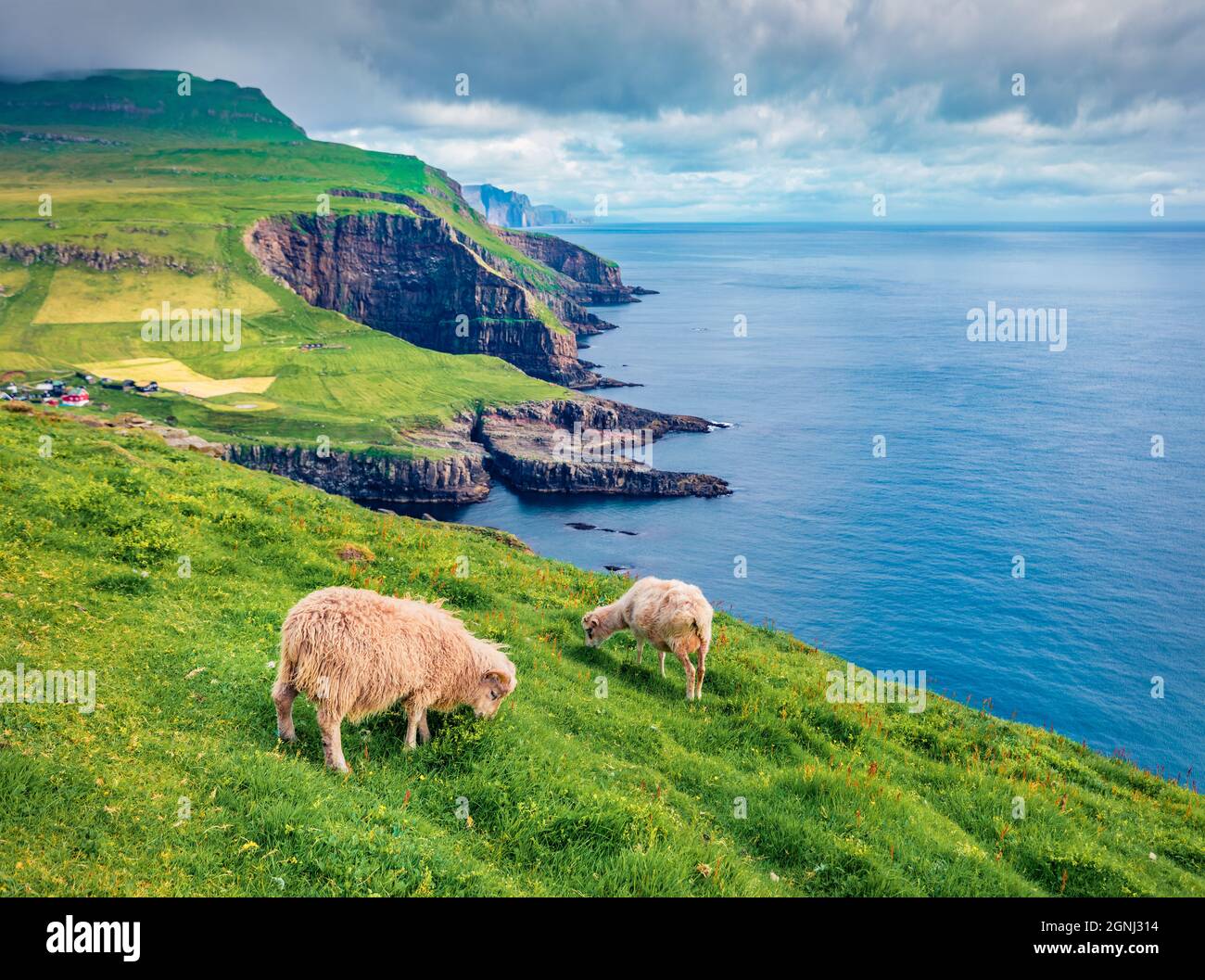 Flock of sheeps on the pasture on Mykines island. Gloomy morning view ...