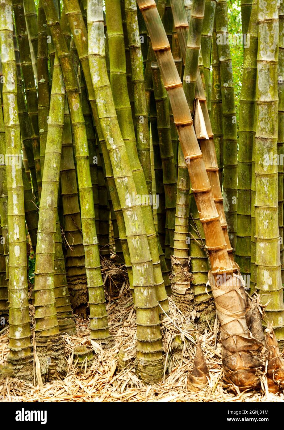 a grove of bamboo versatile plant, food, construction, shelter ...