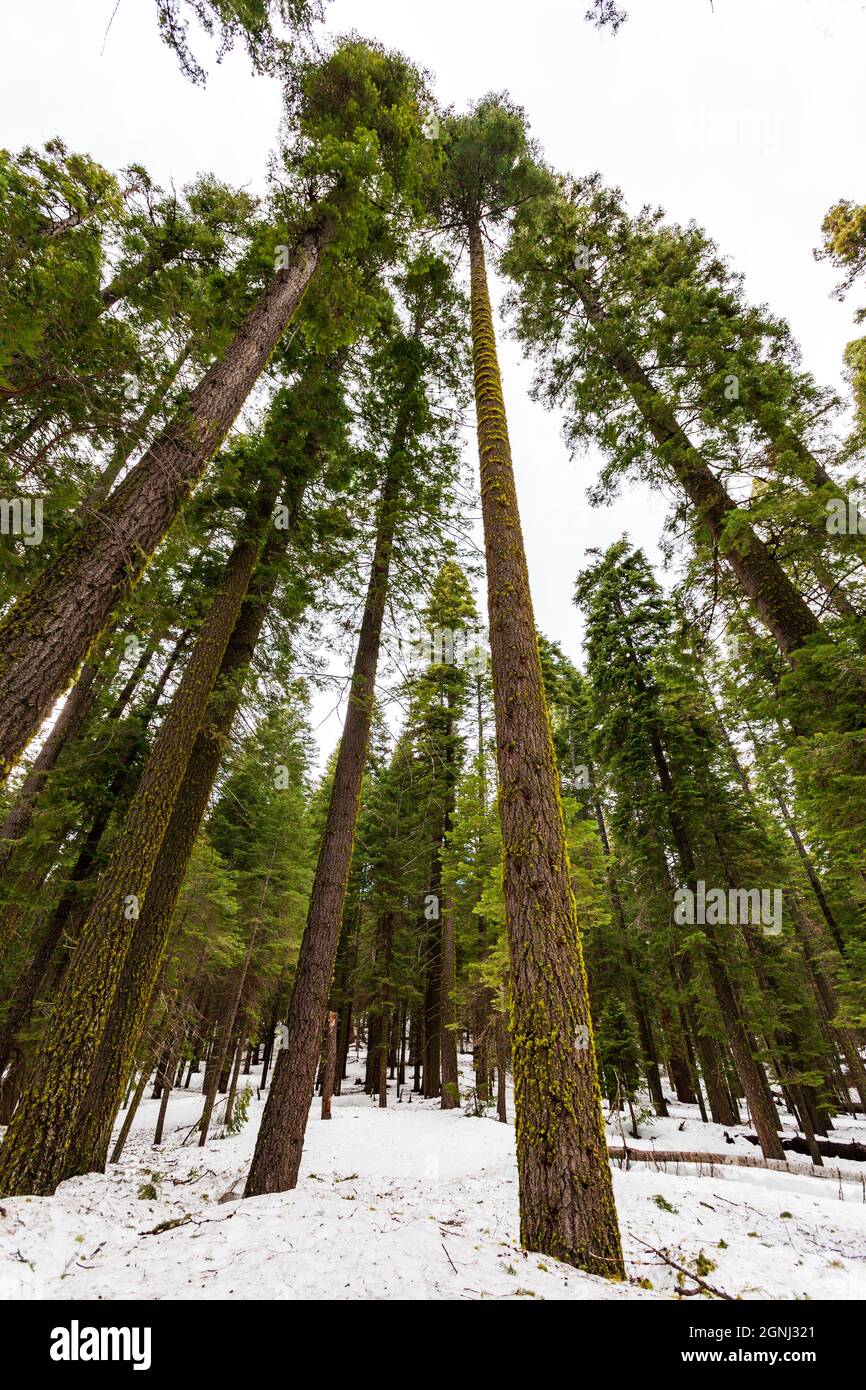 sequoia forest in California USA Stock Photo - Alamy