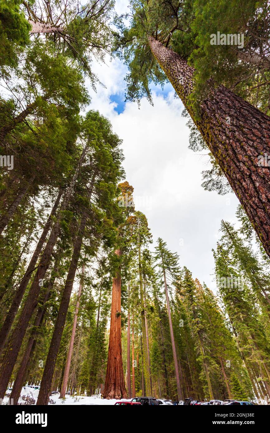 sequoia forest in California USA Stock Photo - Alamy