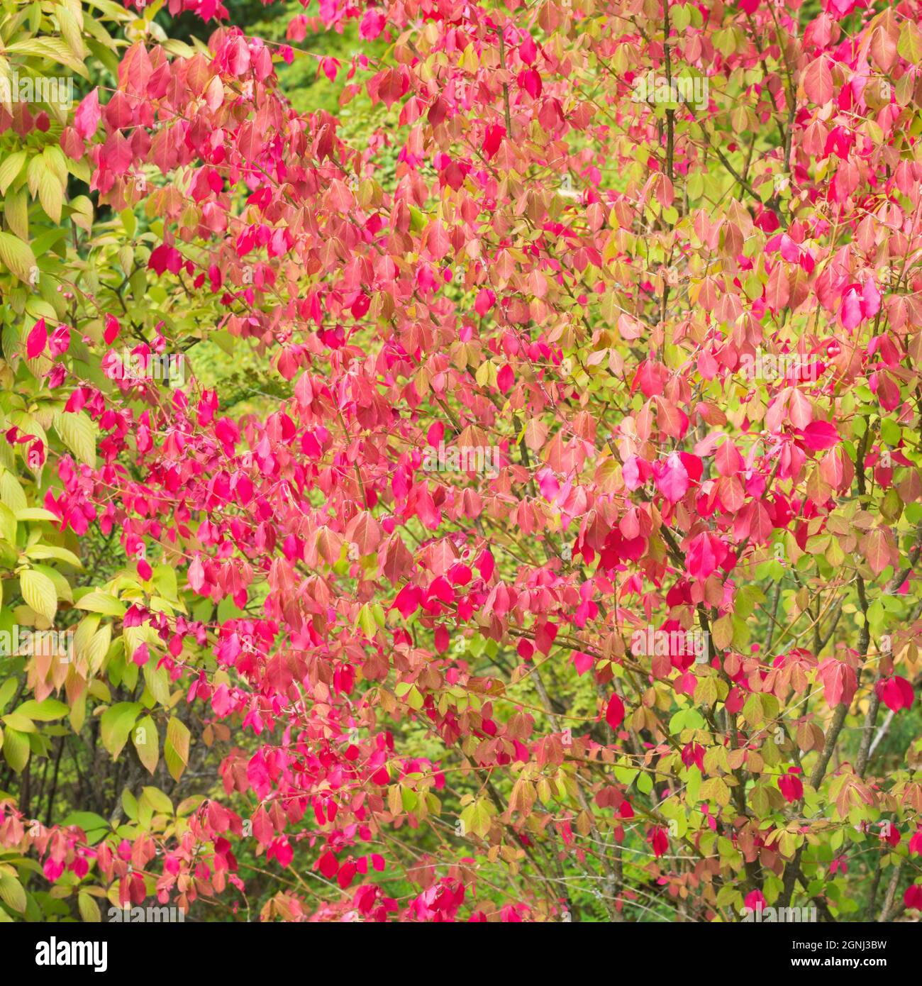 Colors of autumn leaves of a bush Stock Photo - Alamy