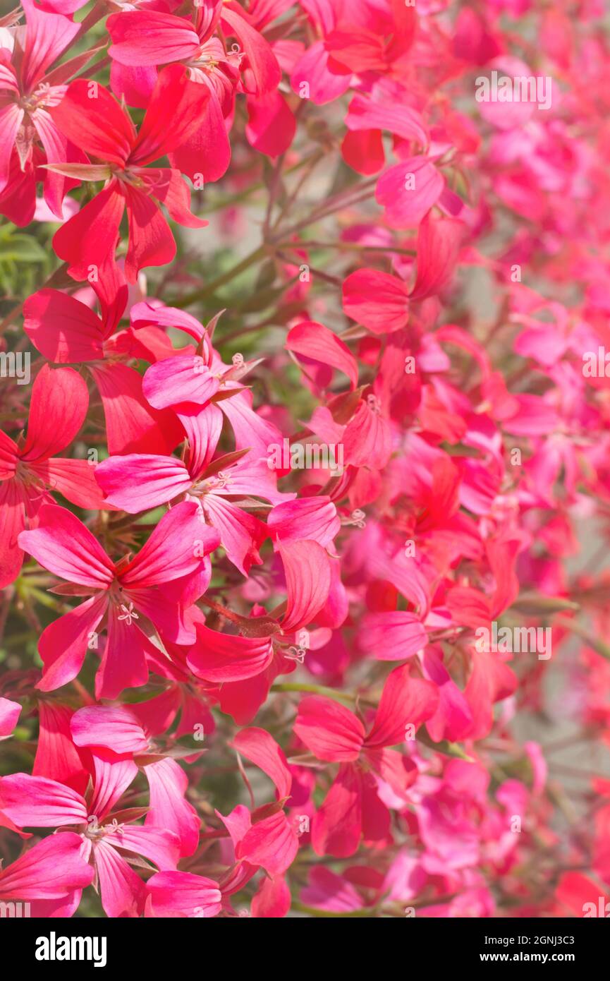 Vertical background with bright red street flowers Stock Photo - Alamy