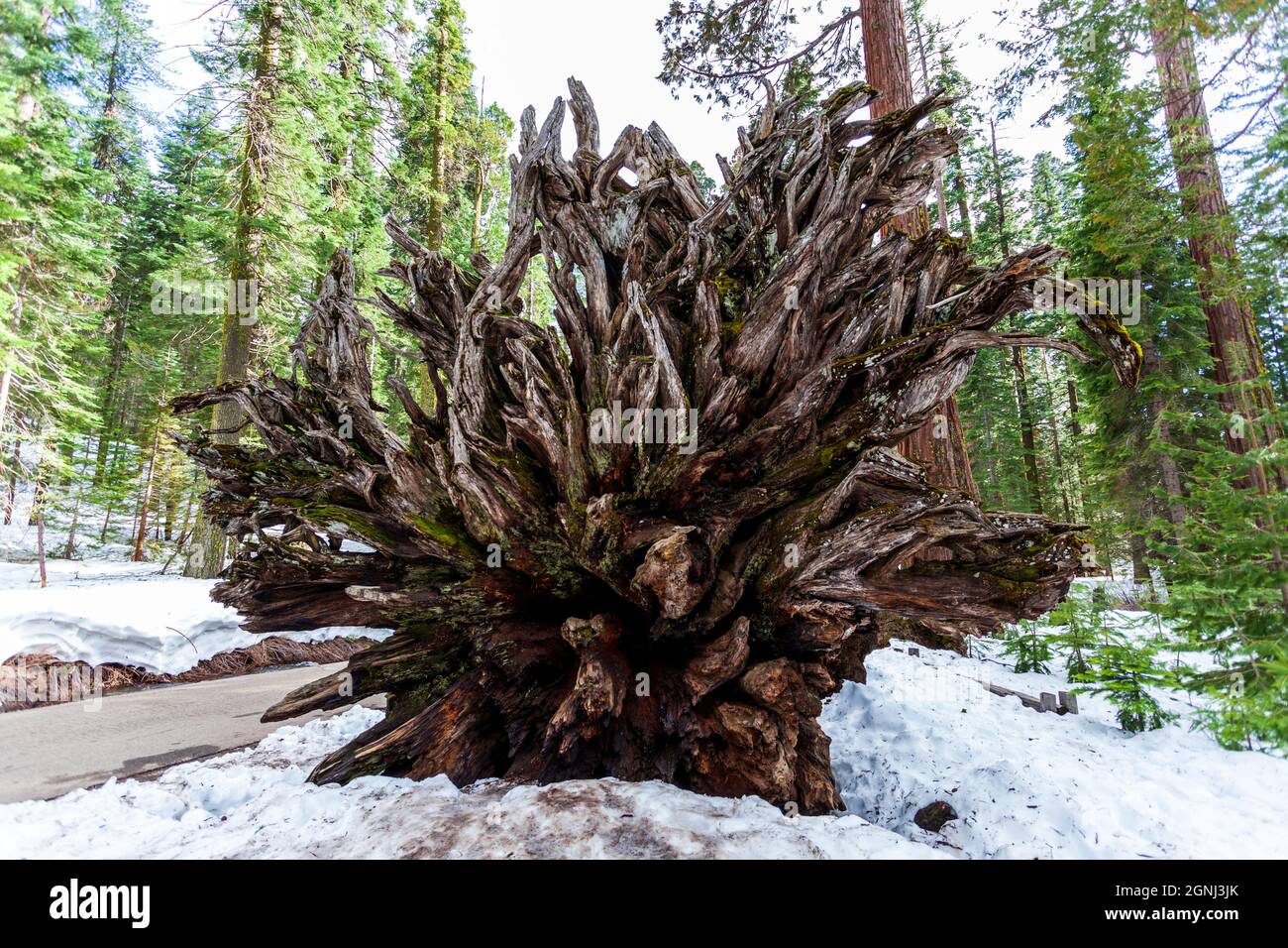 sequoia forest in California USA Stock Photo - Alamy
