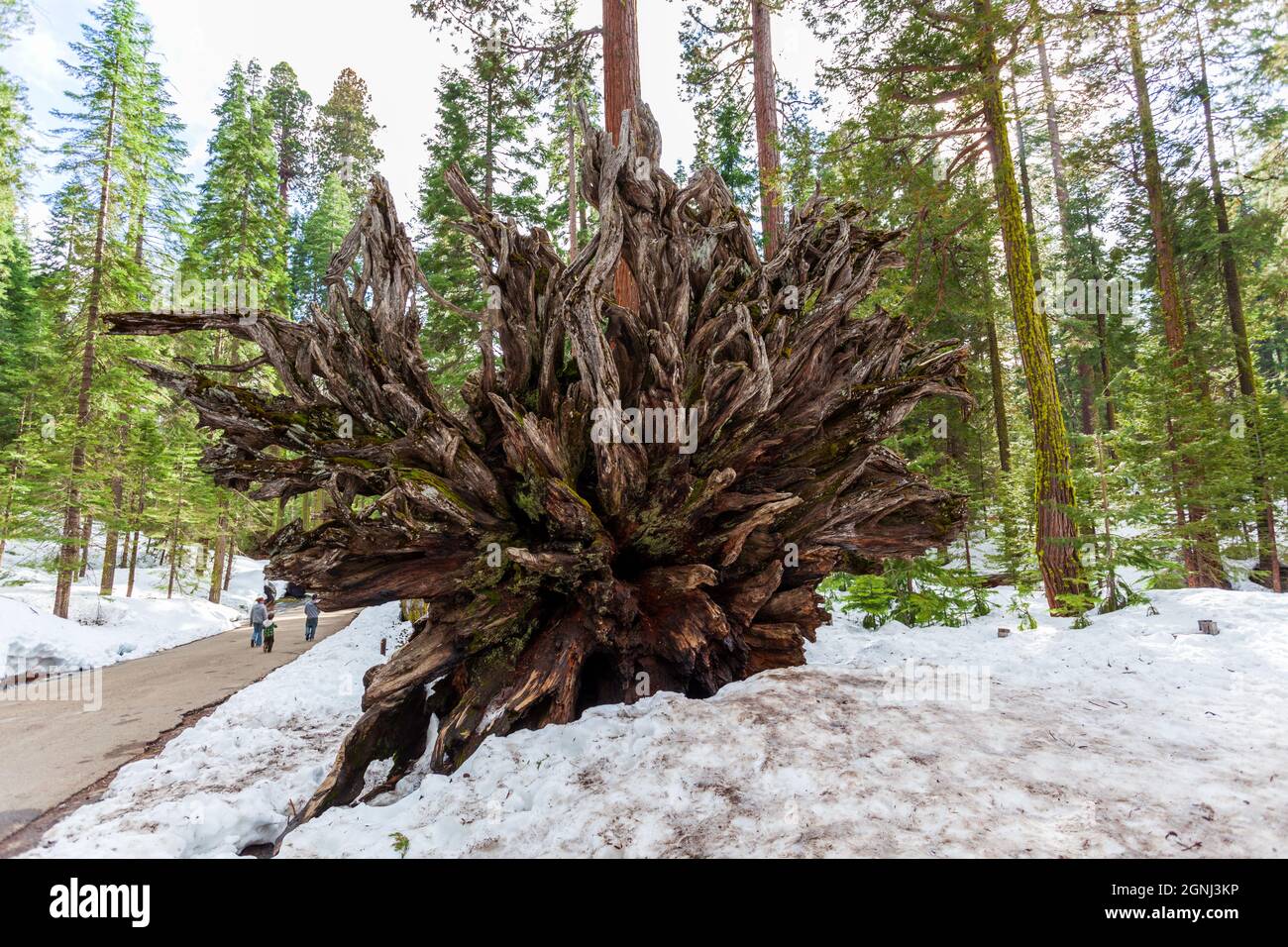 sequoia forest in California USA Stock Photo - Alamy