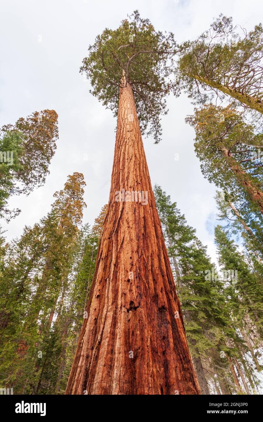 sequoia forest in California USA Stock Photo - Alamy