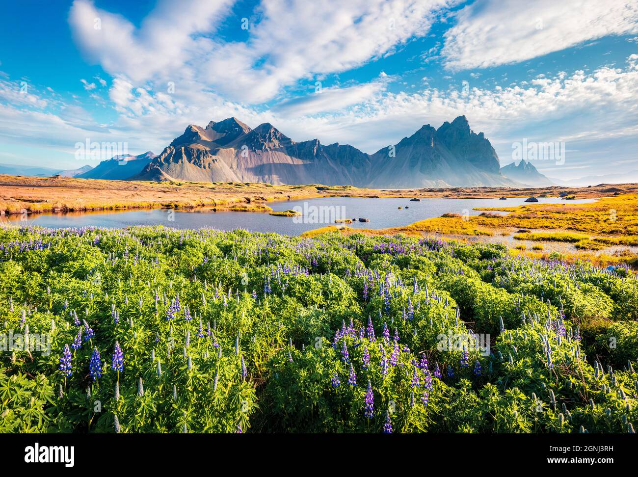 First blooming loopine flowers on Stokksnes cape in June. Sunny morning ...
