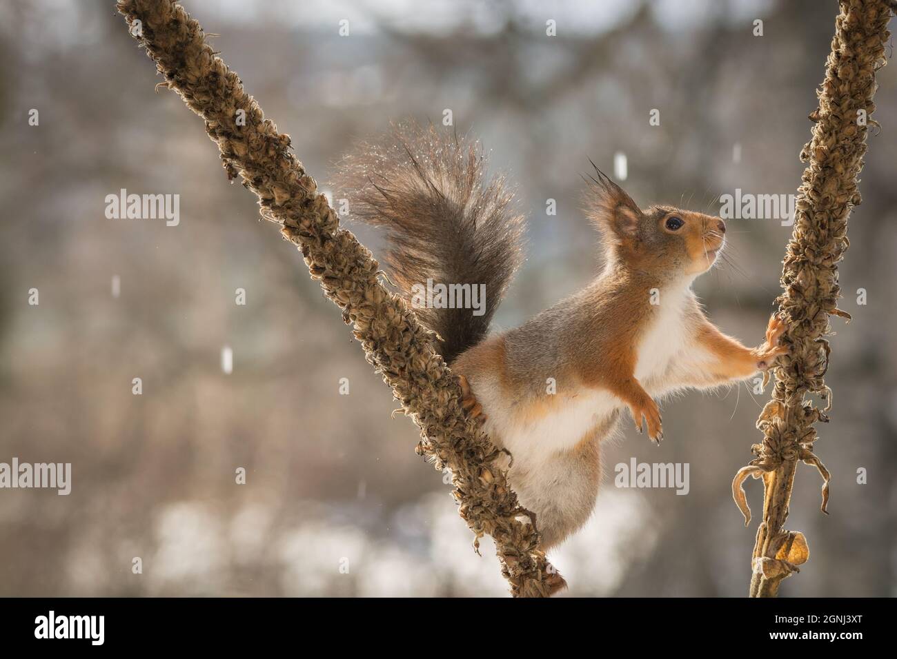 red squirrel standing between 2 dead flowers with some rain dropping ...